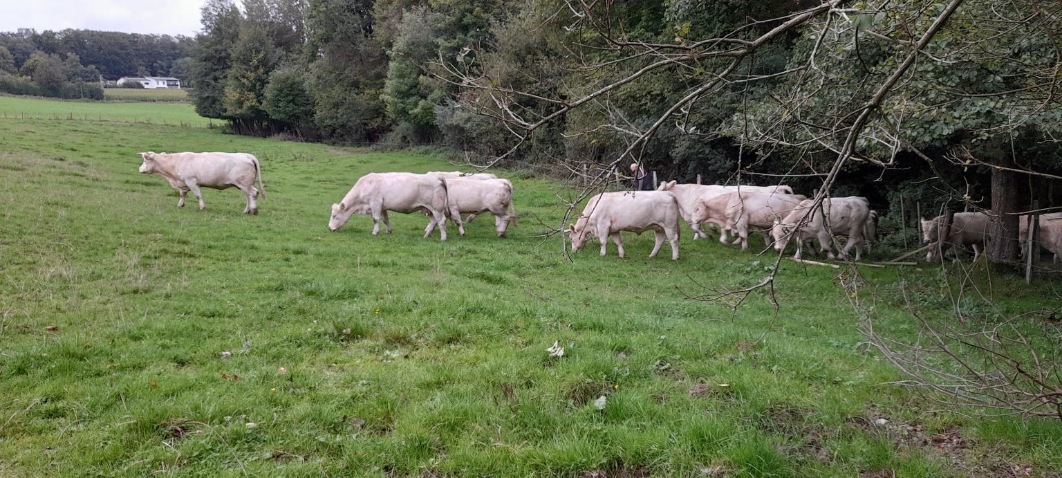 Kontakt – Huckyranch – Charolaiszucht Huckestein