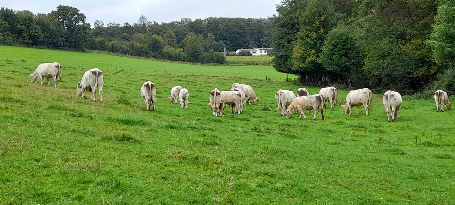 Kontakt – Huckyranch – Charolaiszucht Huckestein